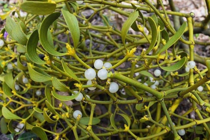 European Mistletoe Injection Therapy For Cancer