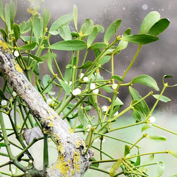 European Mistletoe Injection Therapy For Cancer
