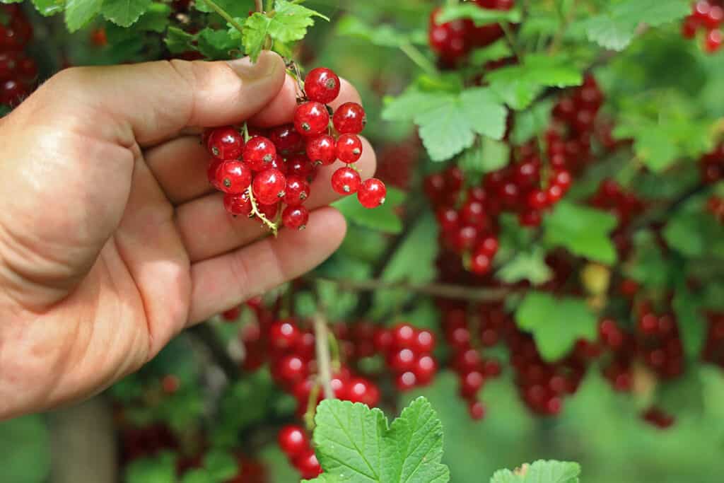 Nutritional Benefits Of Currants, A Berry Superfood